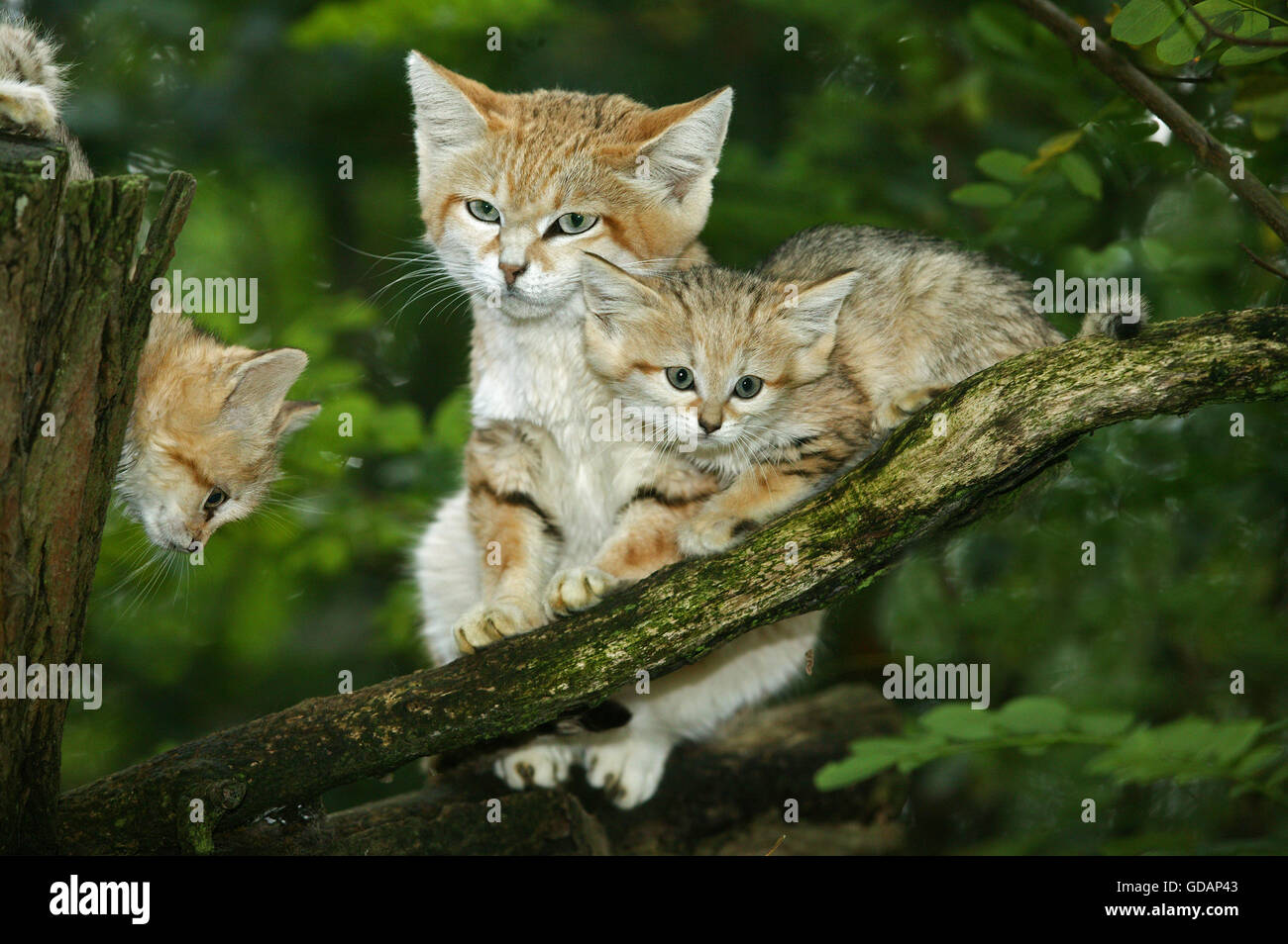 Sand Cat, felis margarita, Female with Youngs on Branch Stock Photo - Alamy