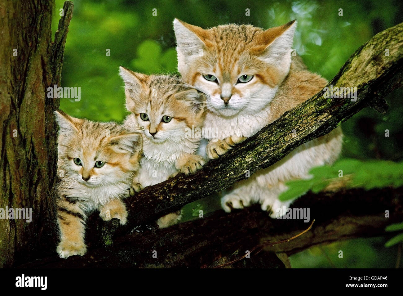 Sand Cat, felis margarita, Mother with Cub on Branch Stock Photo - Alamy
