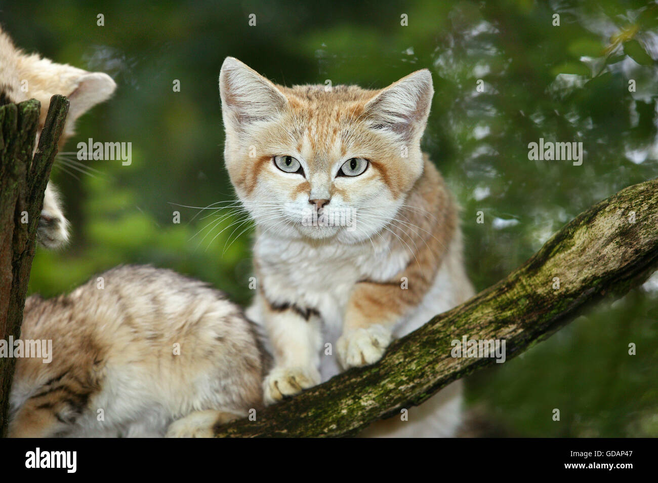 Sand Cat, felis margarita, Female with Young on Branch Stock Photo - Alamy