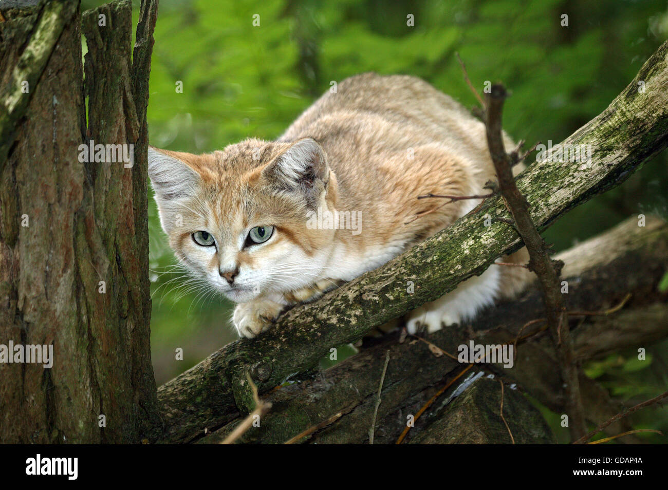 Sand Cat, felis margarita, Female on Branch Stock Photo - Alamy