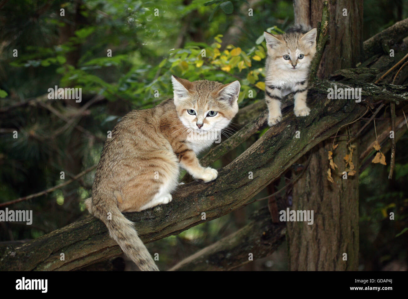 Sand Cat, felis margarita, Female with Young on Branch Stock Photo - Alamy