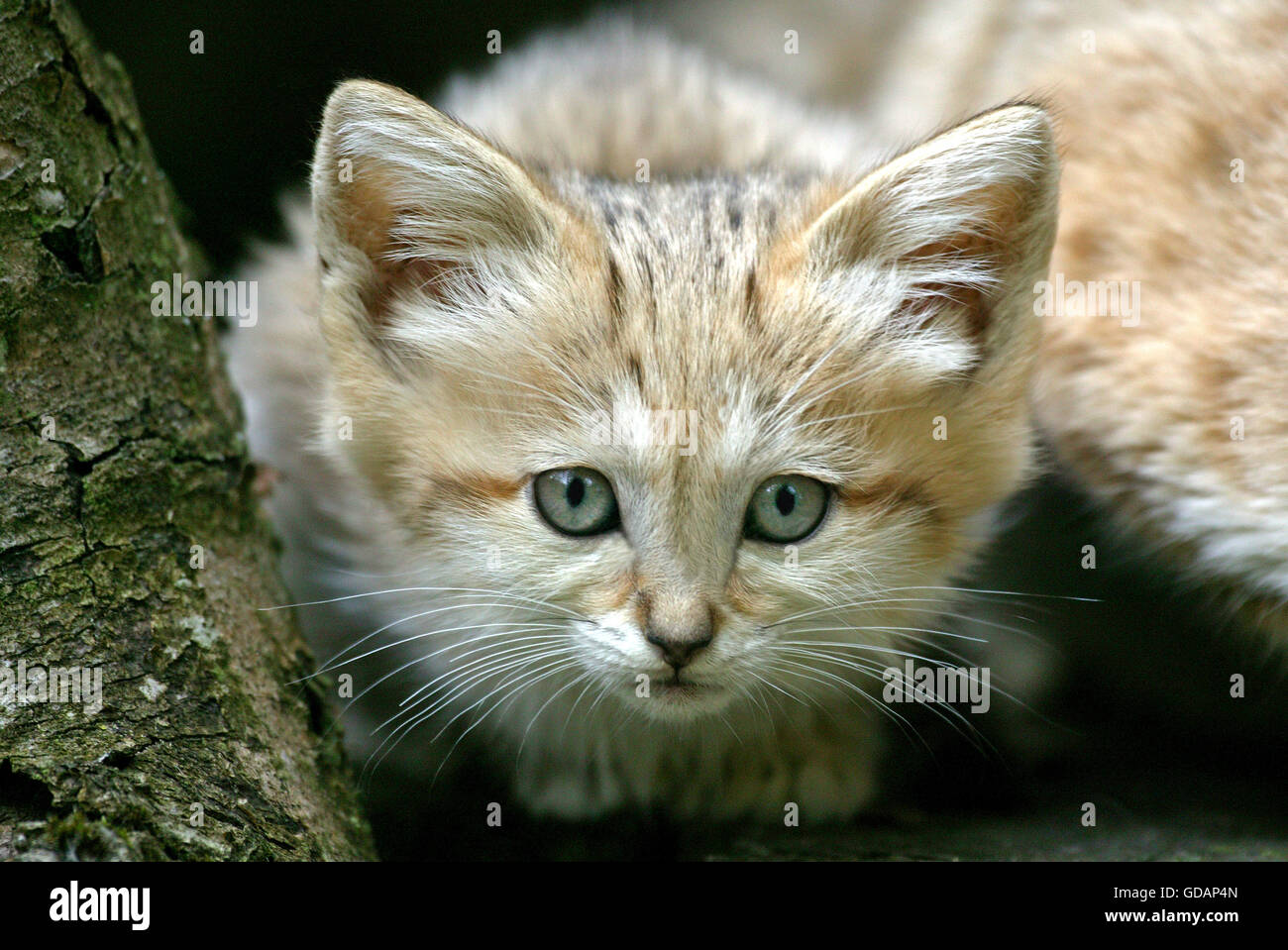 Sand Cat, felis margarita, Young on Branch Stock Photo - Alamy
