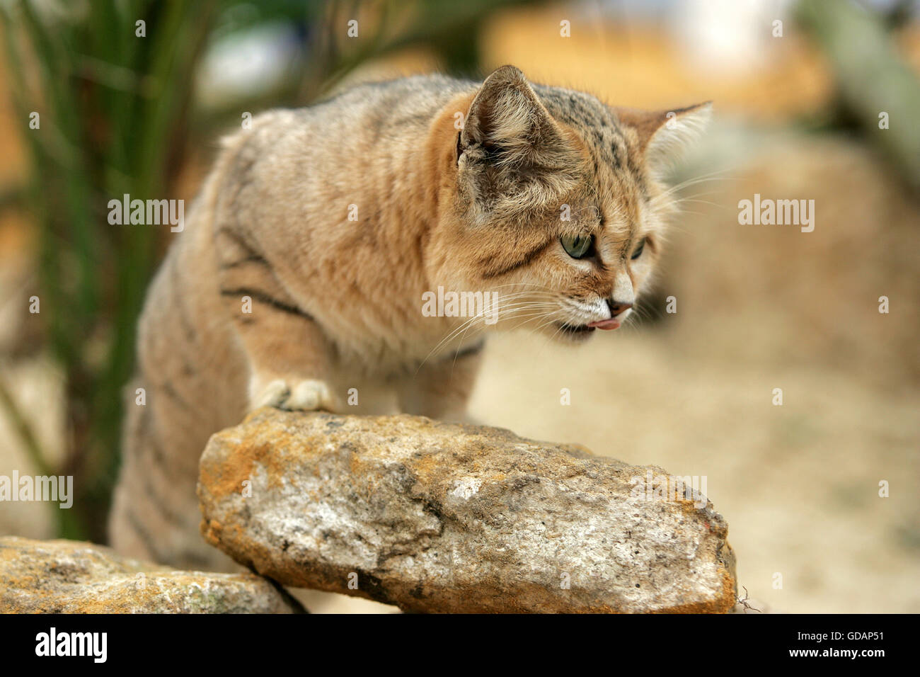 Sand Cat Eating
