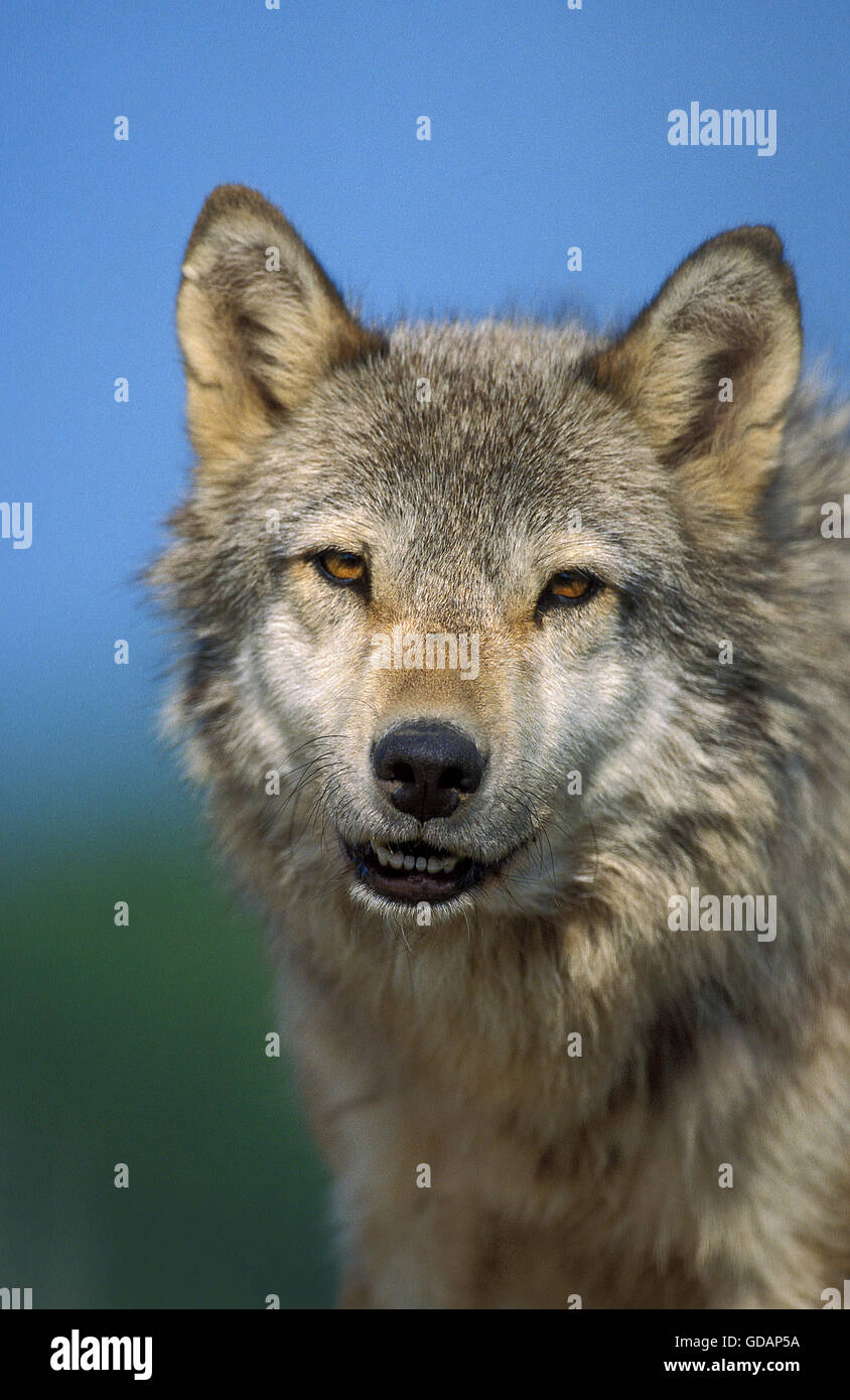 European Wolf, canis lupus, Portrait of Adult Stock Photo - Alamy