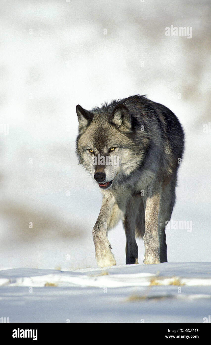 North American Grey Wolf, canis lupus occidentalis, Adult on Snow ...