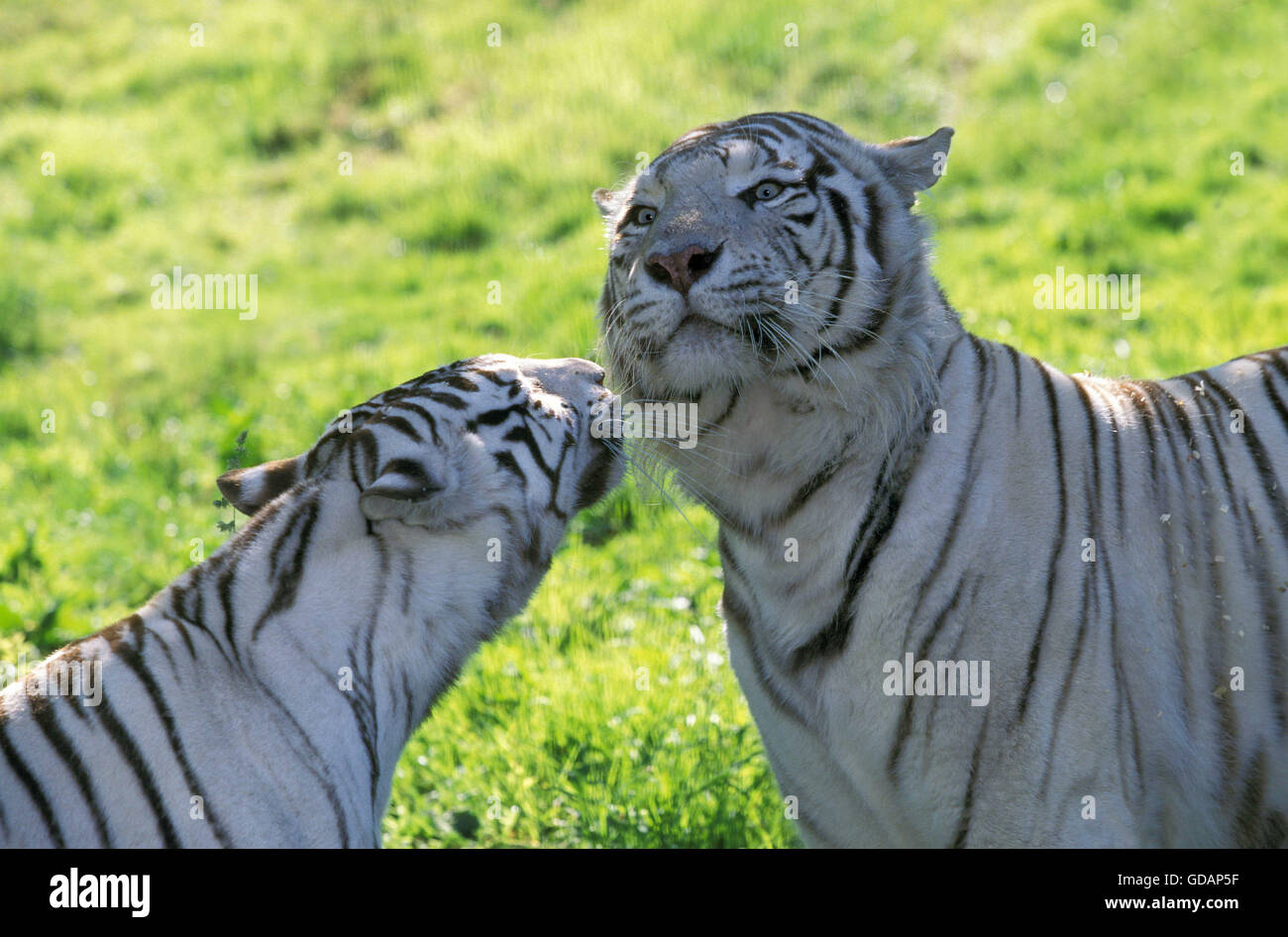 Tigers sniffing hi-res stock photography and images - Alamy