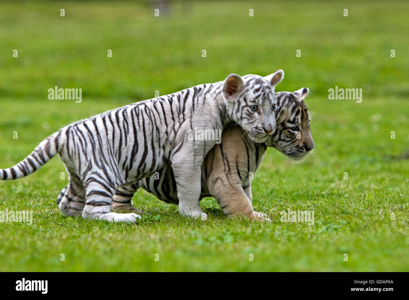 Side view white tiger panthera hi-res stock photography and images - Alamy