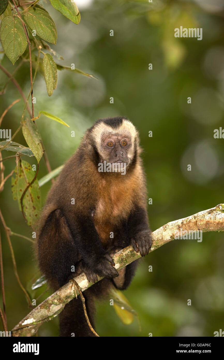 Black Capped Capuchin, cebus apella, Adult on Branch, Manu National ...
