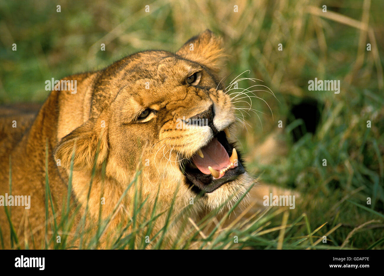 AFRICAN LION panthera leo, FEMALE SNARLING, KENYA Stock Photo - Alamy