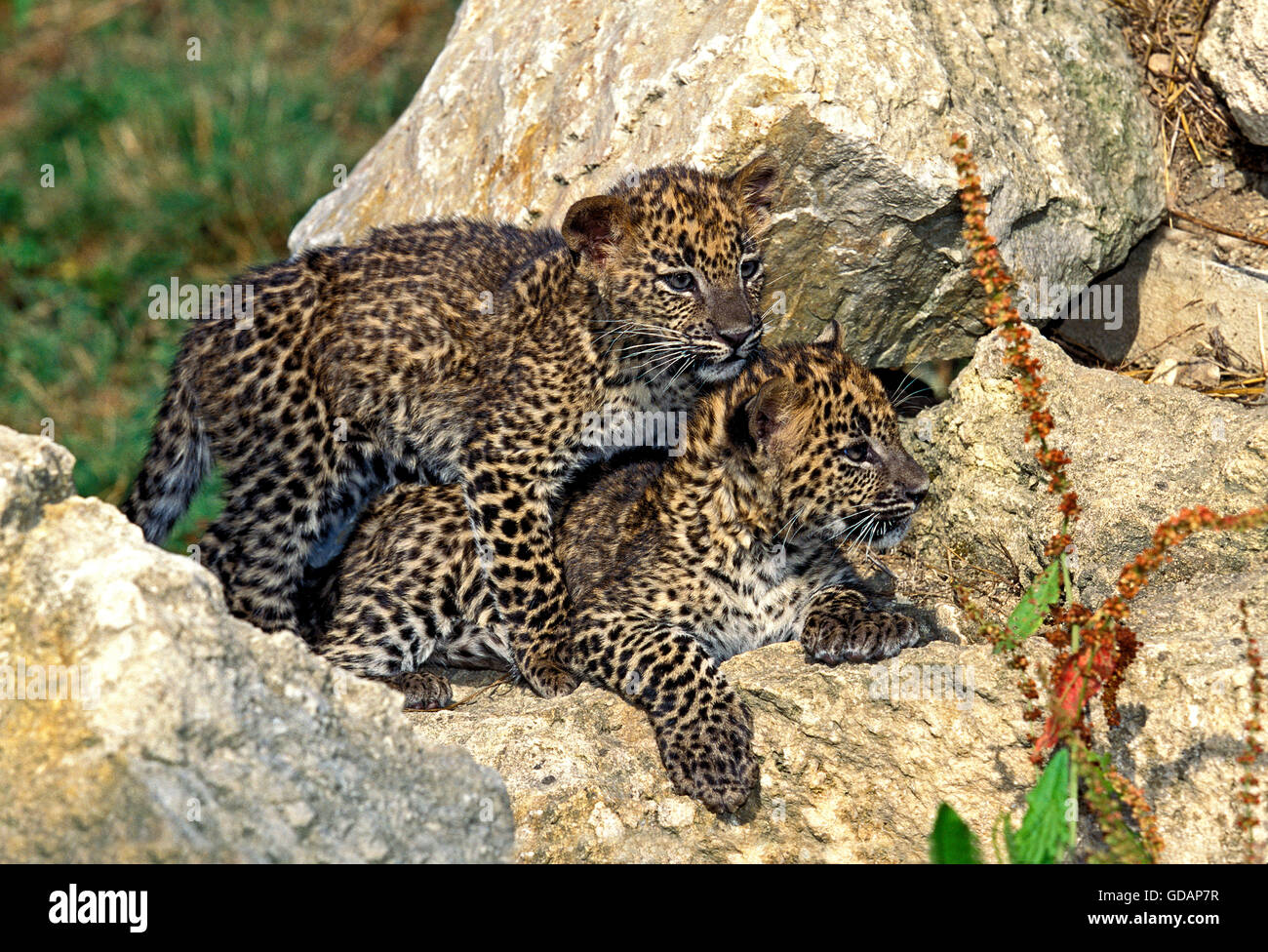 Leopard cub playing hi-res stock photography and images - Alamy