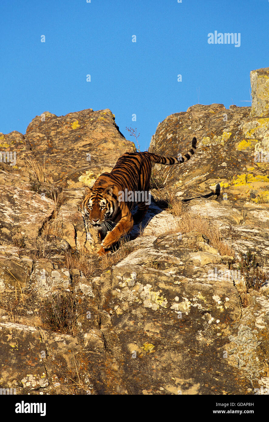 Bengal tiger panthera tigris walking hi-res stock photography and ...