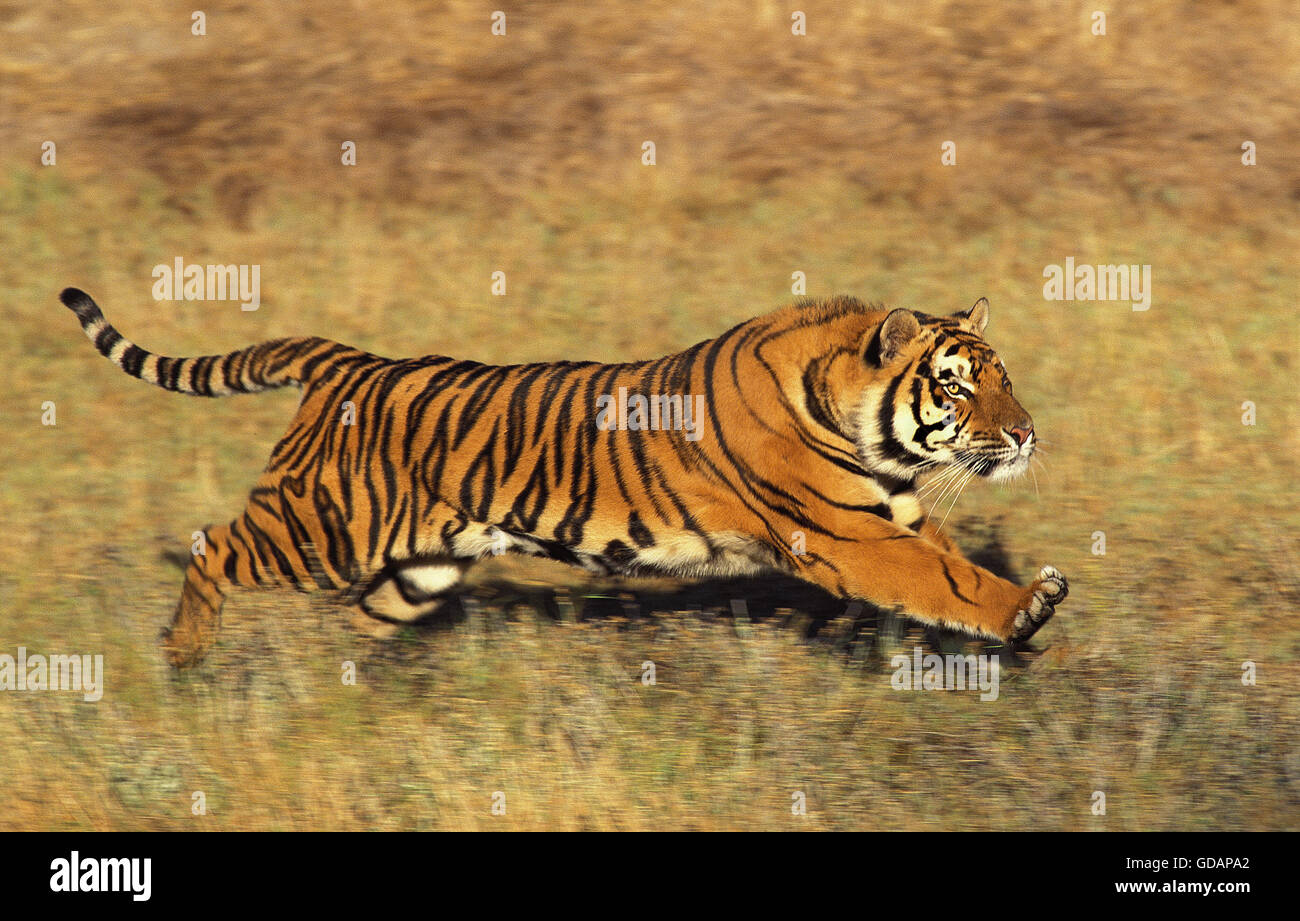 Tiger running hi-res stock photography and images - Alamy
