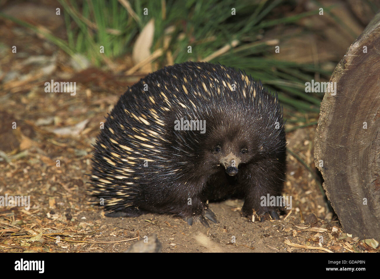 Short Beaked Echidna, tachyglossus aculeatus, Australia Stock Photo - Alamy