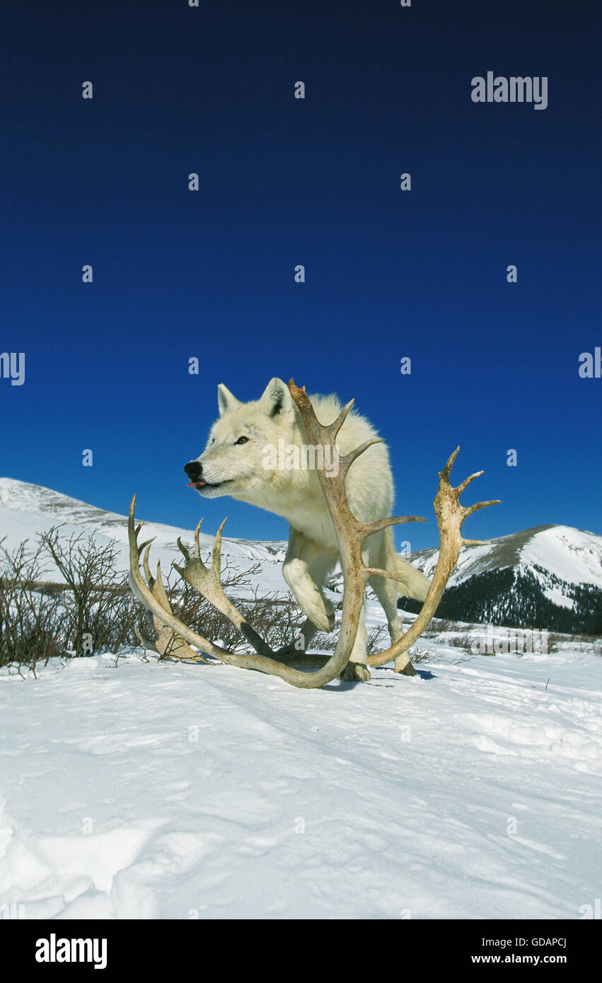 Arctic wolf canada hi-res stock photography and images - Alamy