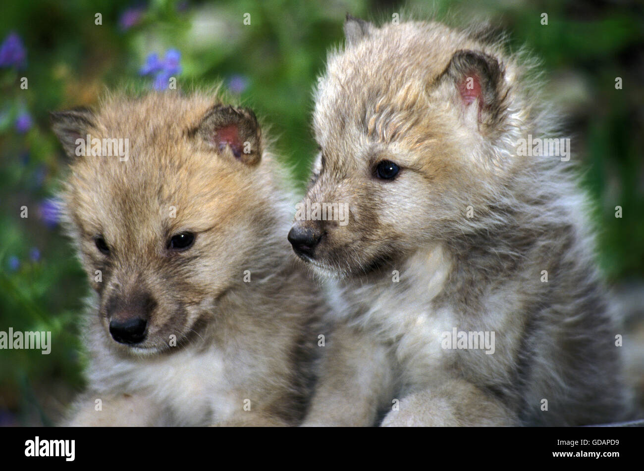 Wolf Pup Pictures