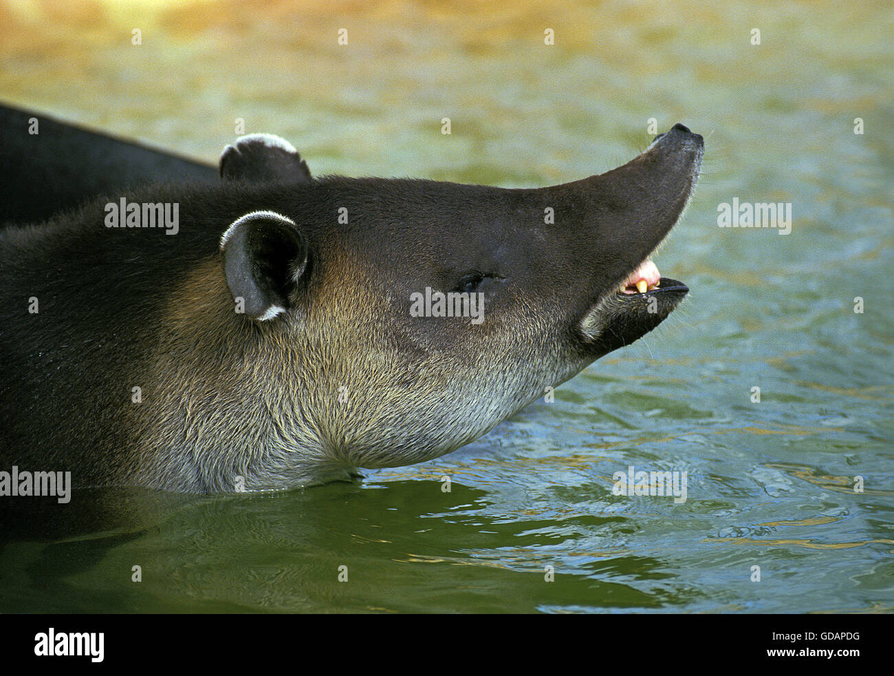 BAIRD'S TAPIR tapirus bairdii, ADULT IN WATER, SCENTING AIR Stock Photo ...