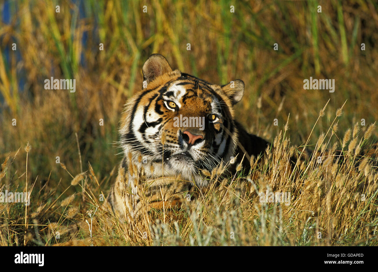 Bengal Tiger, panthera tigris tigris, Portrait of Adult Stock Photo - Alamy