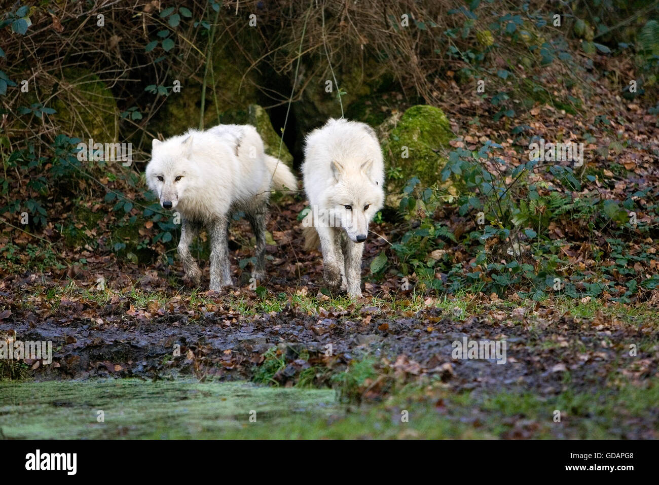 Barren Ground Wolves High Resolution Stock Photography and Images - Alamy