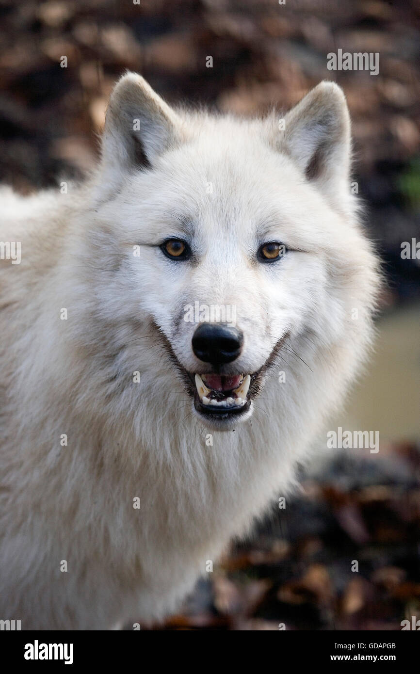 Wolf portrait canis lupus camera hi-res stock photography and images ...