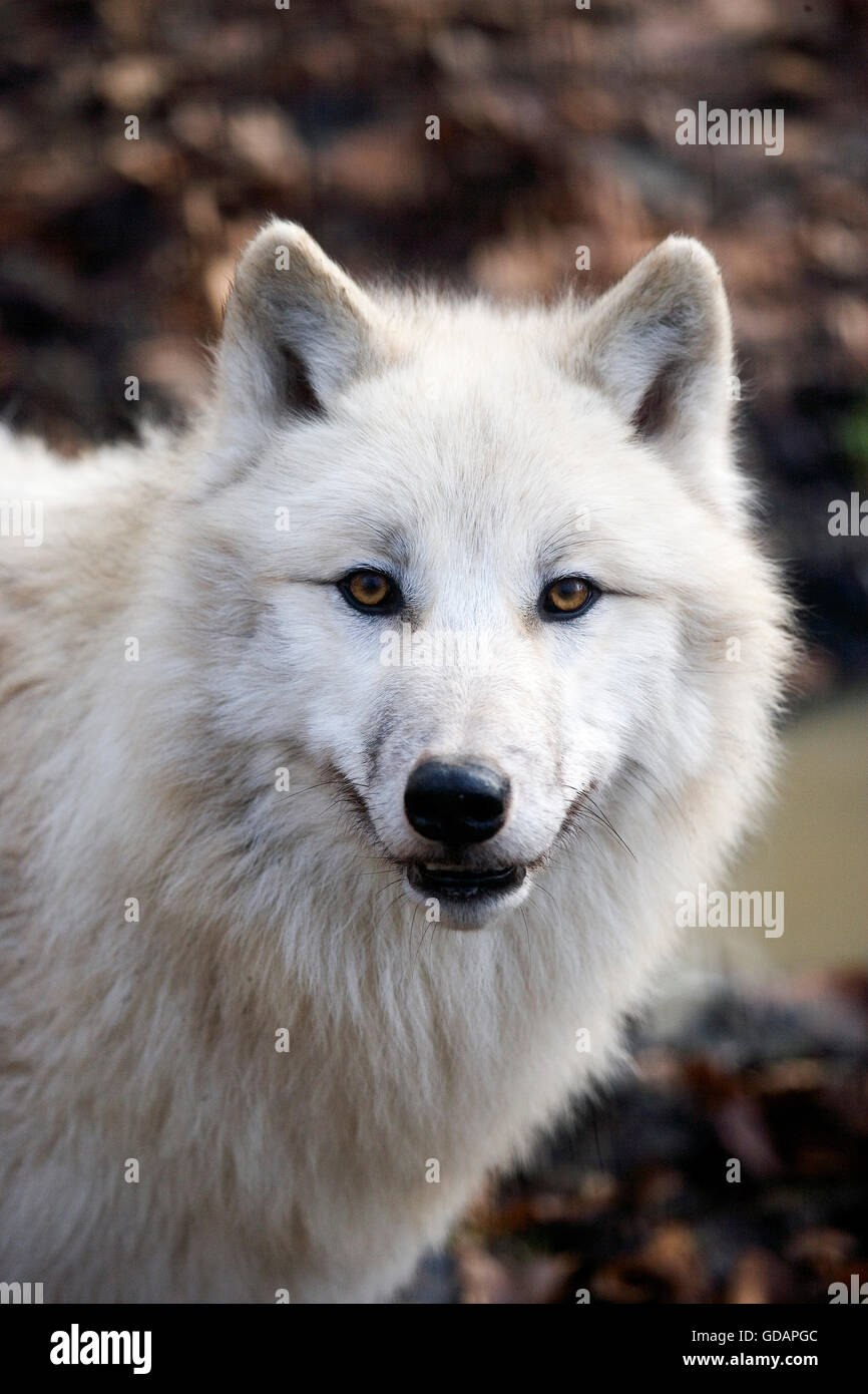 Portrait of Arctic Wolf, canis lupus tundrarum Stock Photo - Alamy