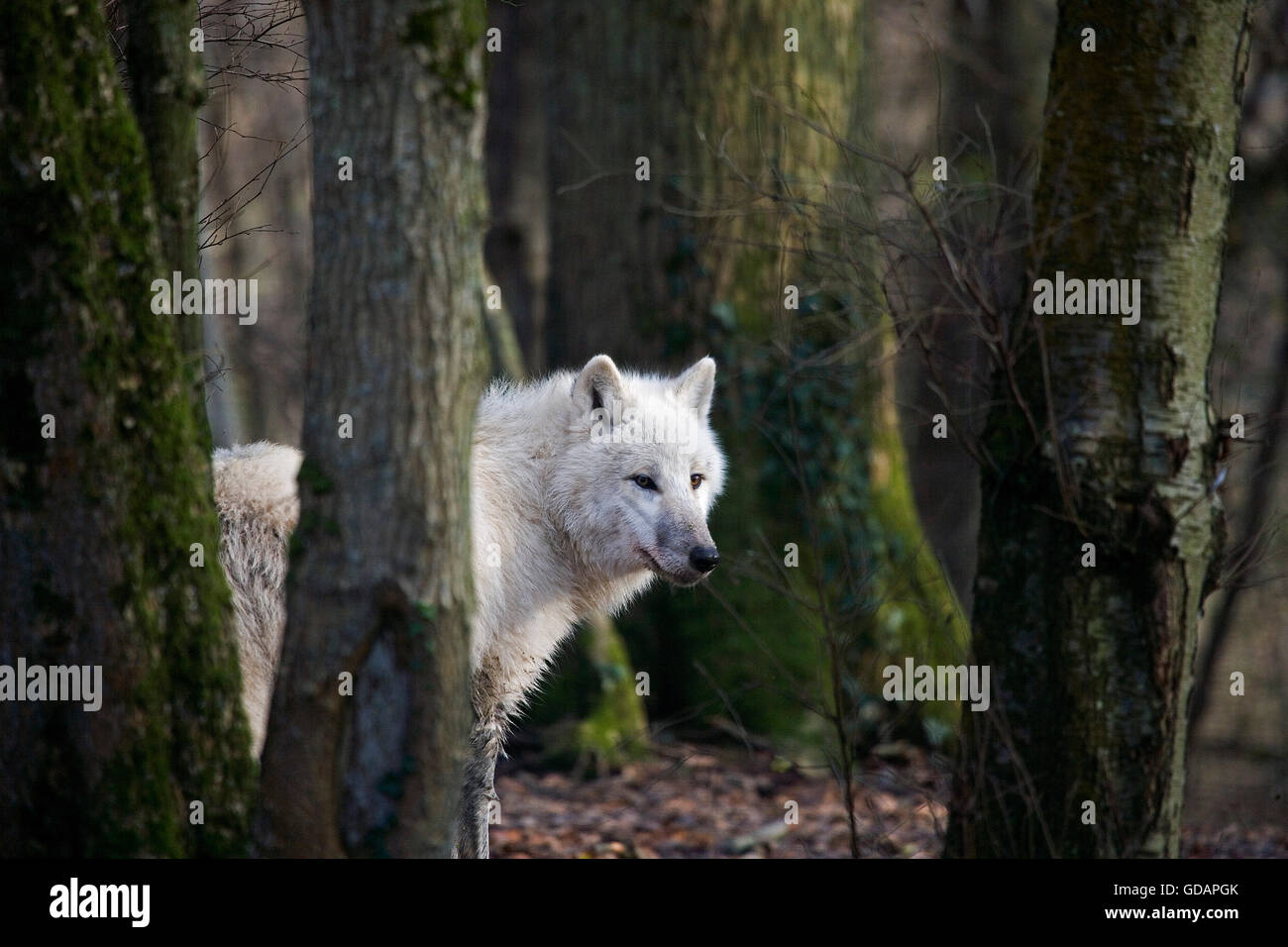 Barren ground wolves hi-res stock photography and images - Alamy