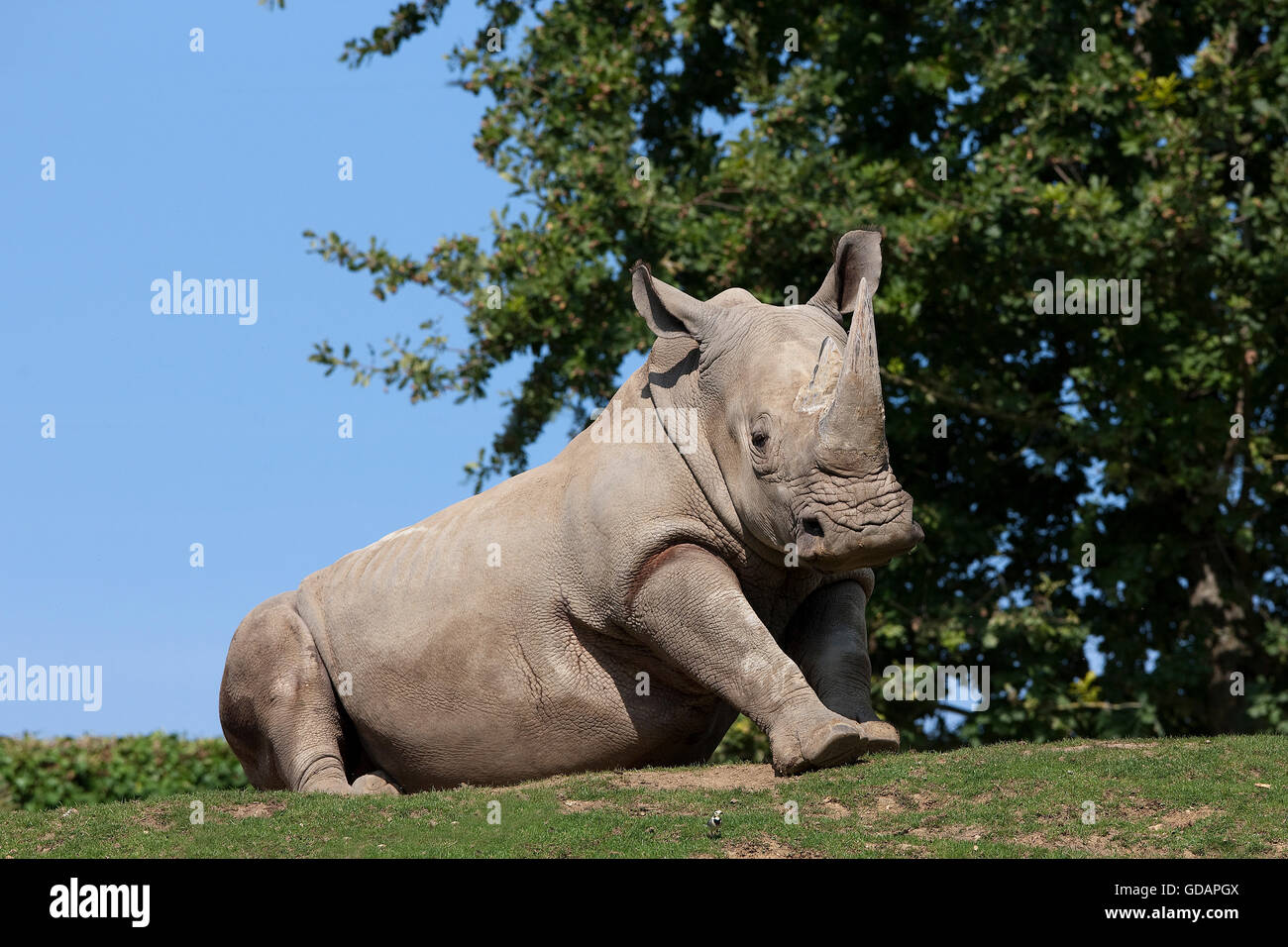 Ceratotherium simum hi-res stock photography and images - Alamy