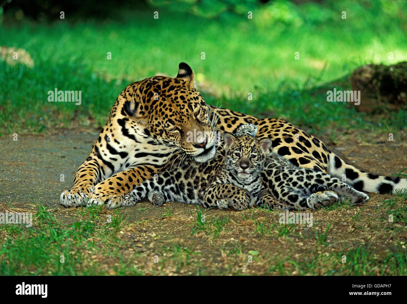 Baby Jaguars And Mom