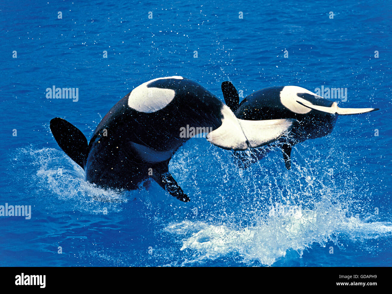 Killer Whale, orcinus orca, Adults Breatching Stock Photo - Alamy