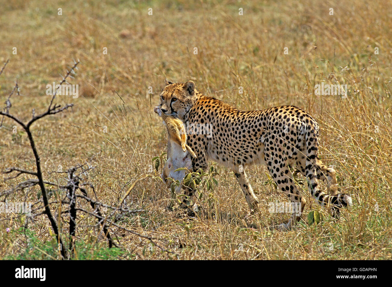 Cheetah chasing rabbit hi-res stock photography and images - Alamy
