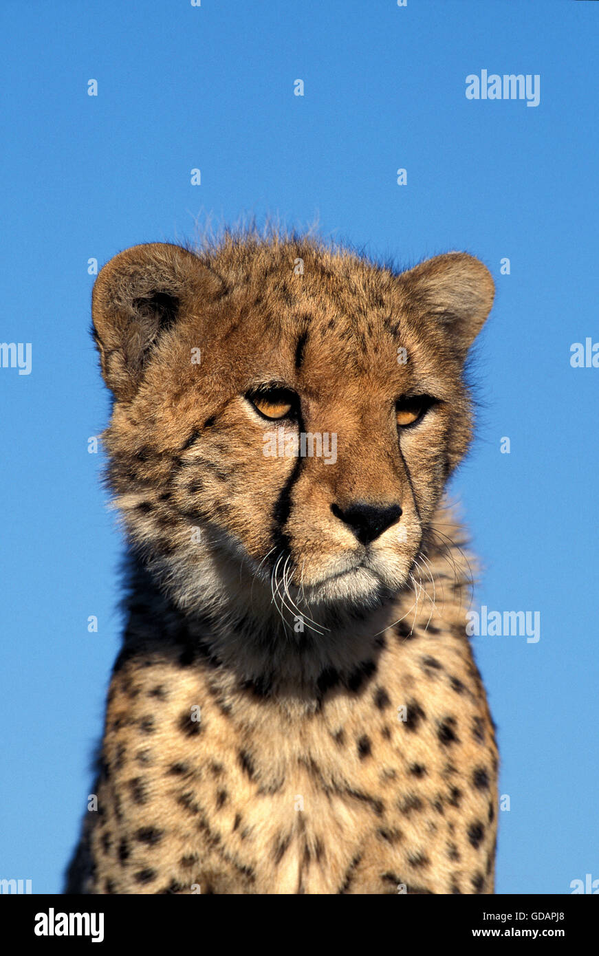 Cheetah portrait vertical hi-res stock photography and images - Alamy