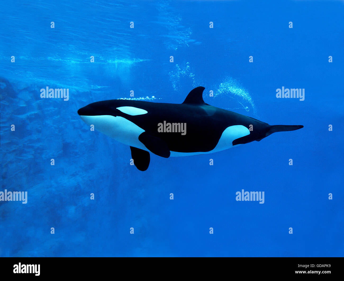 Orca underwater hi-res stock photography and images - Alamy