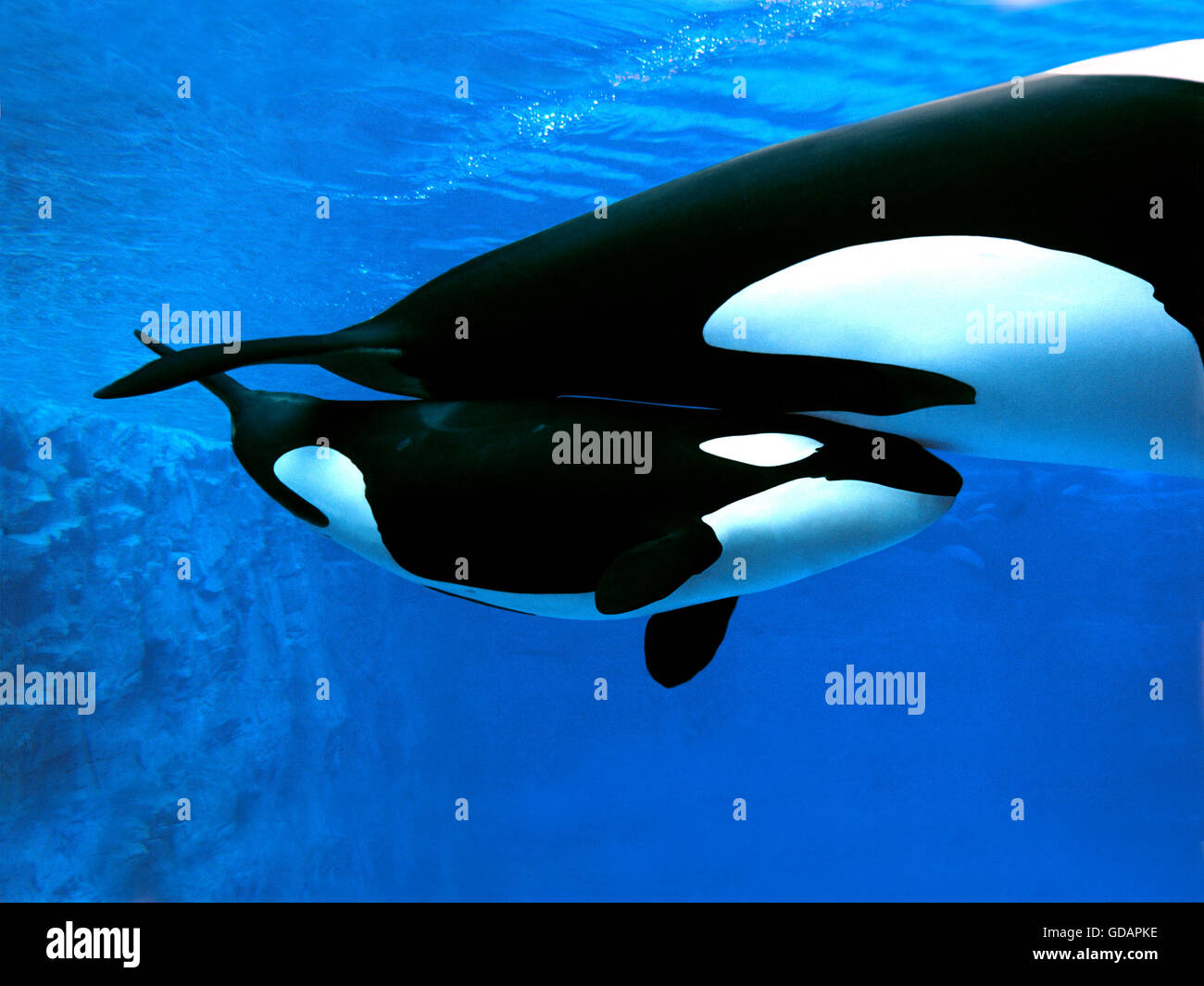Orca whale and calf hi-res stock photography and images - Alamy