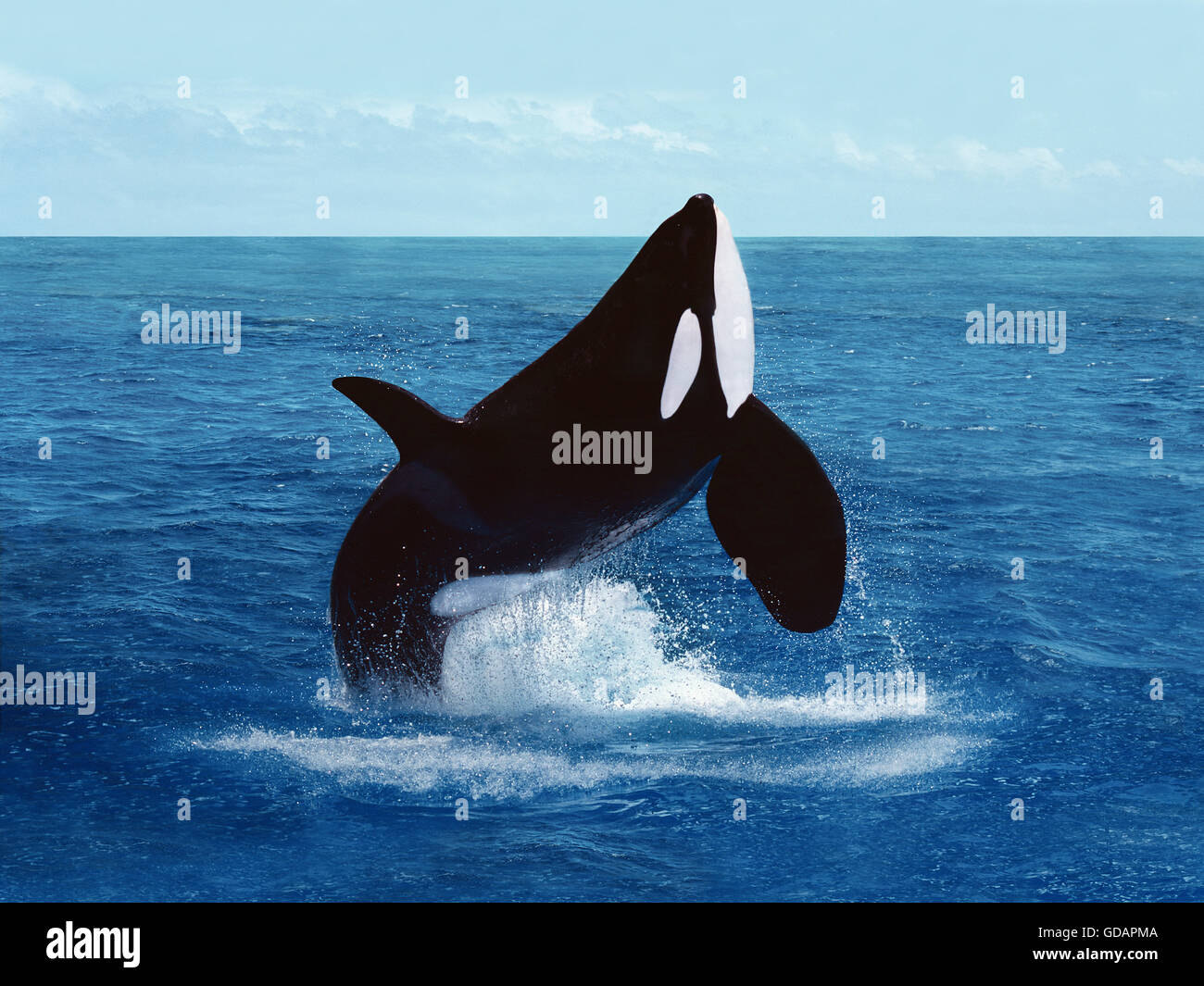 Jumping orca hi-res stock photography and images - Alamy
