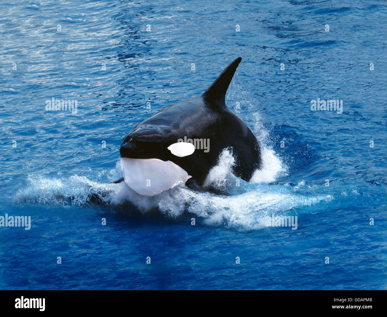 Killer Whale, orcinus orca, Adult swimming at Surface Stock Photo - Alamy