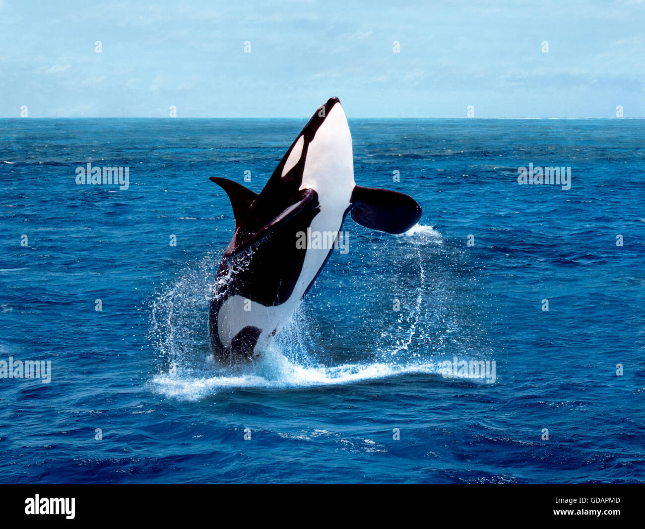 Orca Jumping Backwards