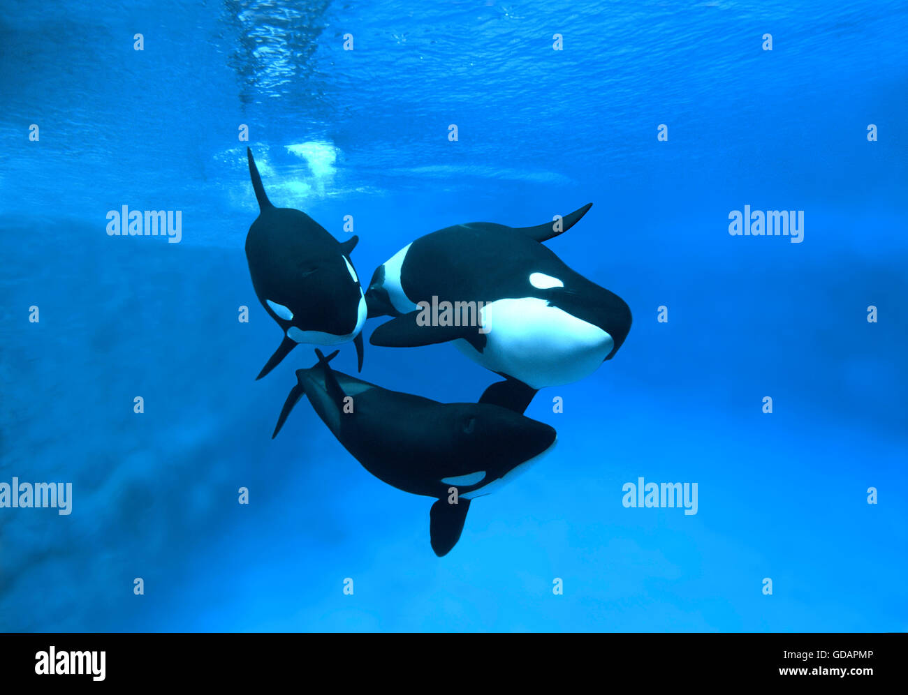 Orcinus orca underwater hi-res stock photography and images - Alamy