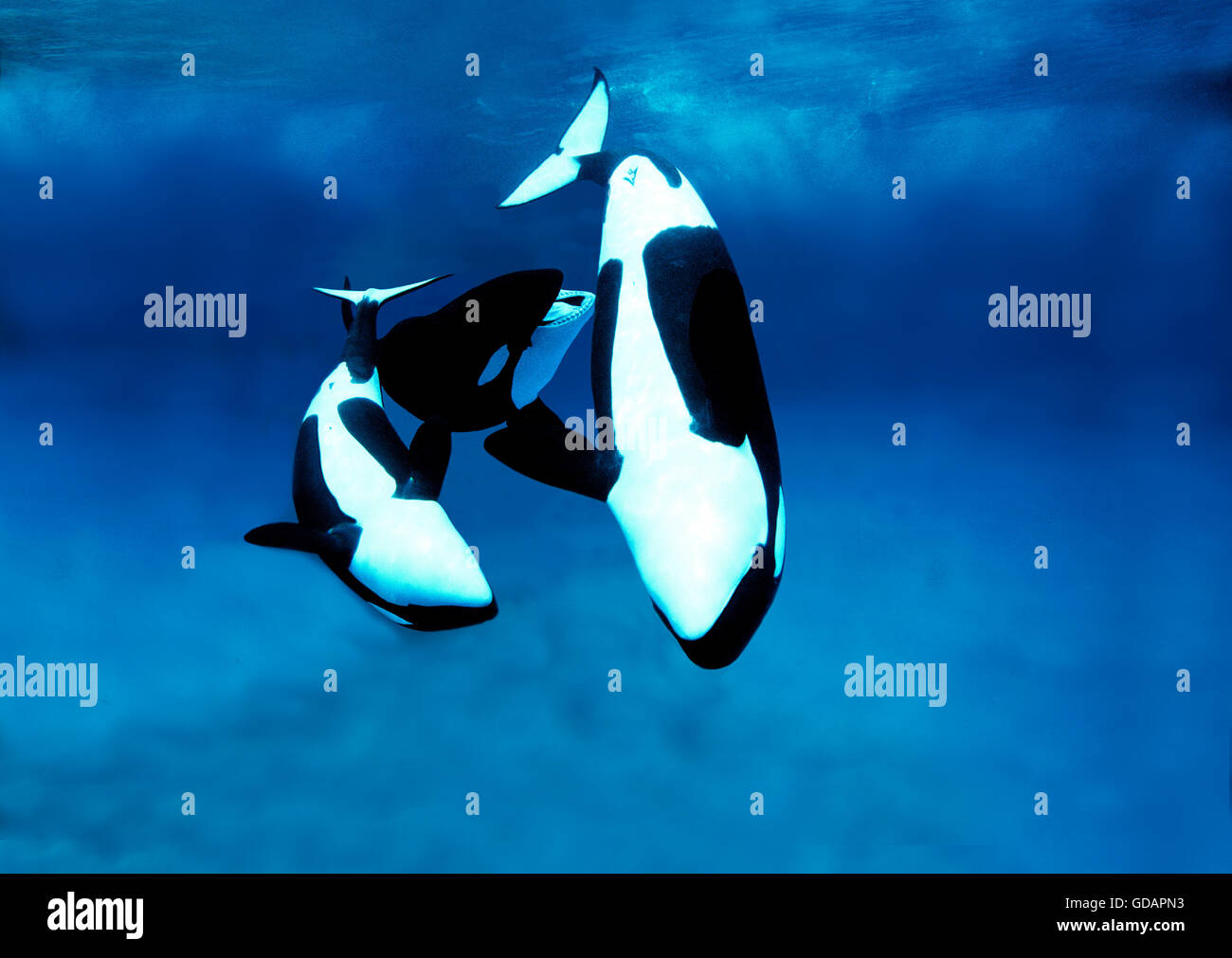 Killer Whale, orcinus orca, Group of Adults Stock Photo - Alamy