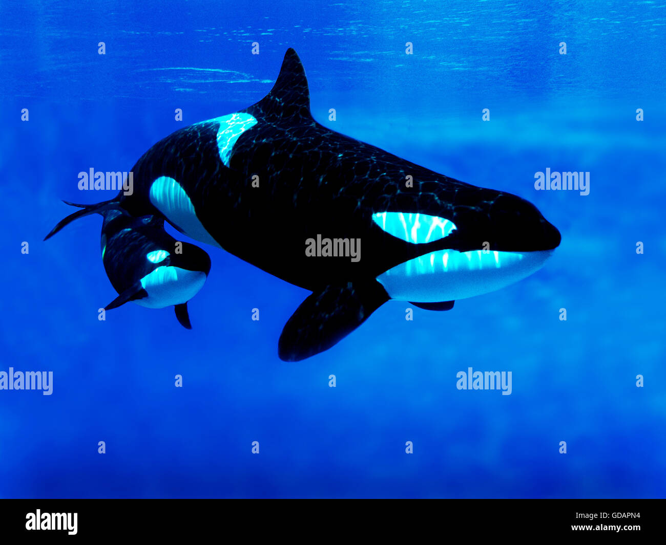 Killer Whale, orcinus orca, Female with Calf Stock Photo - Alamy