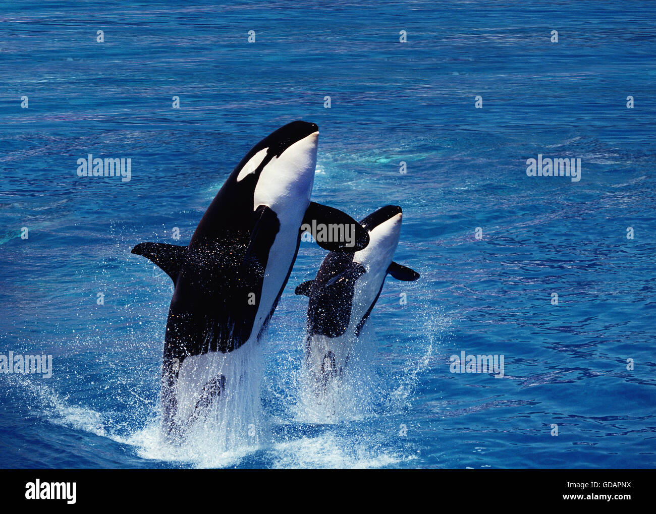 Killer Whale, orcinus orca, Female with Calf Breaching Stock Photo - Alamy