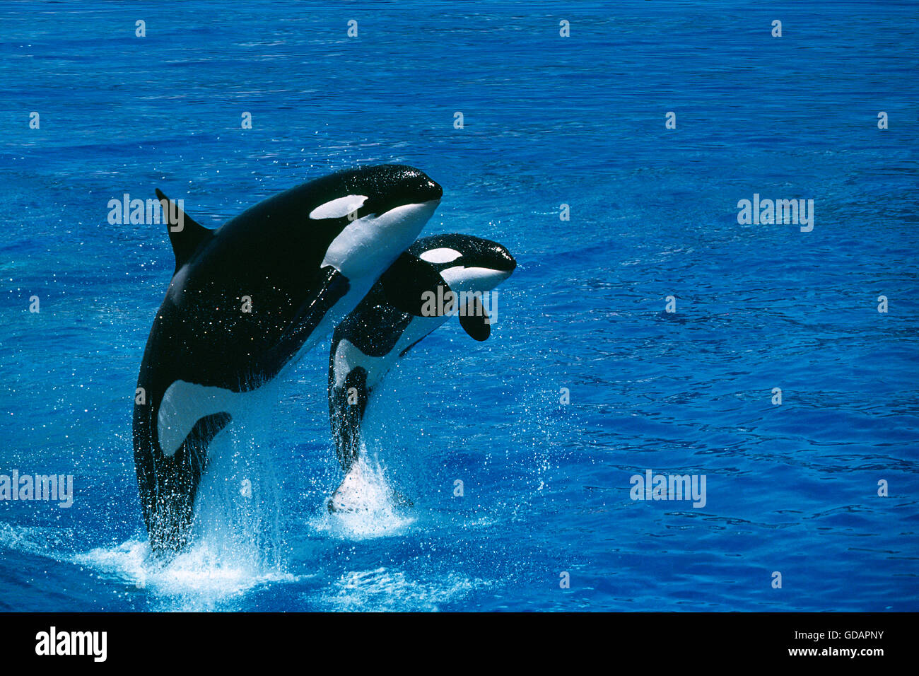 Orca Breaching Killer Whale Breaching | Stock Image Science Source