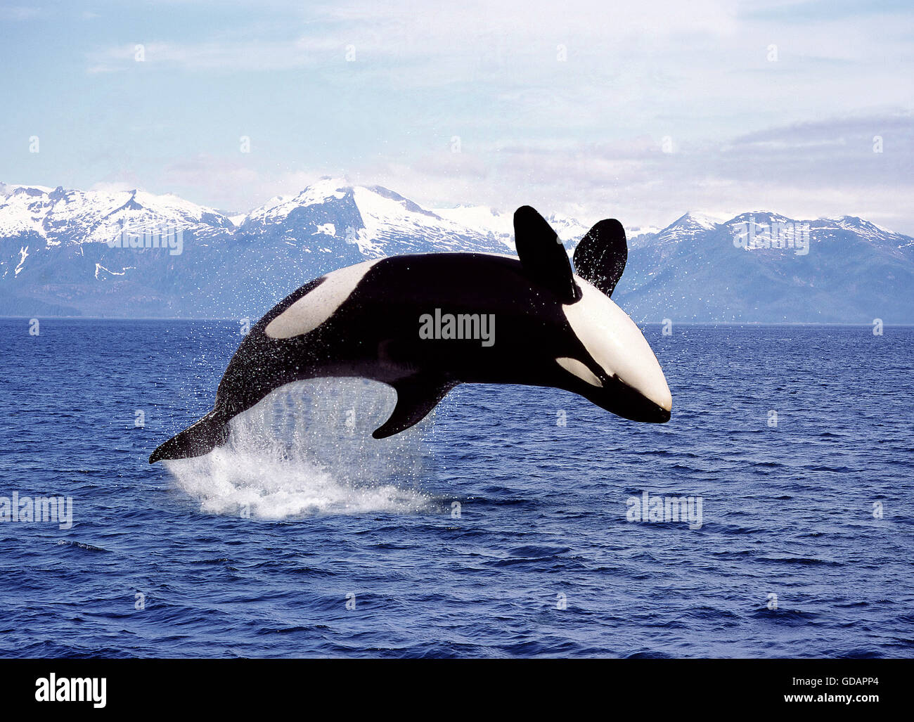KILLER WHALE orcinus orca, ADULT LEAPING, CANADA Stock Photo - Alamy