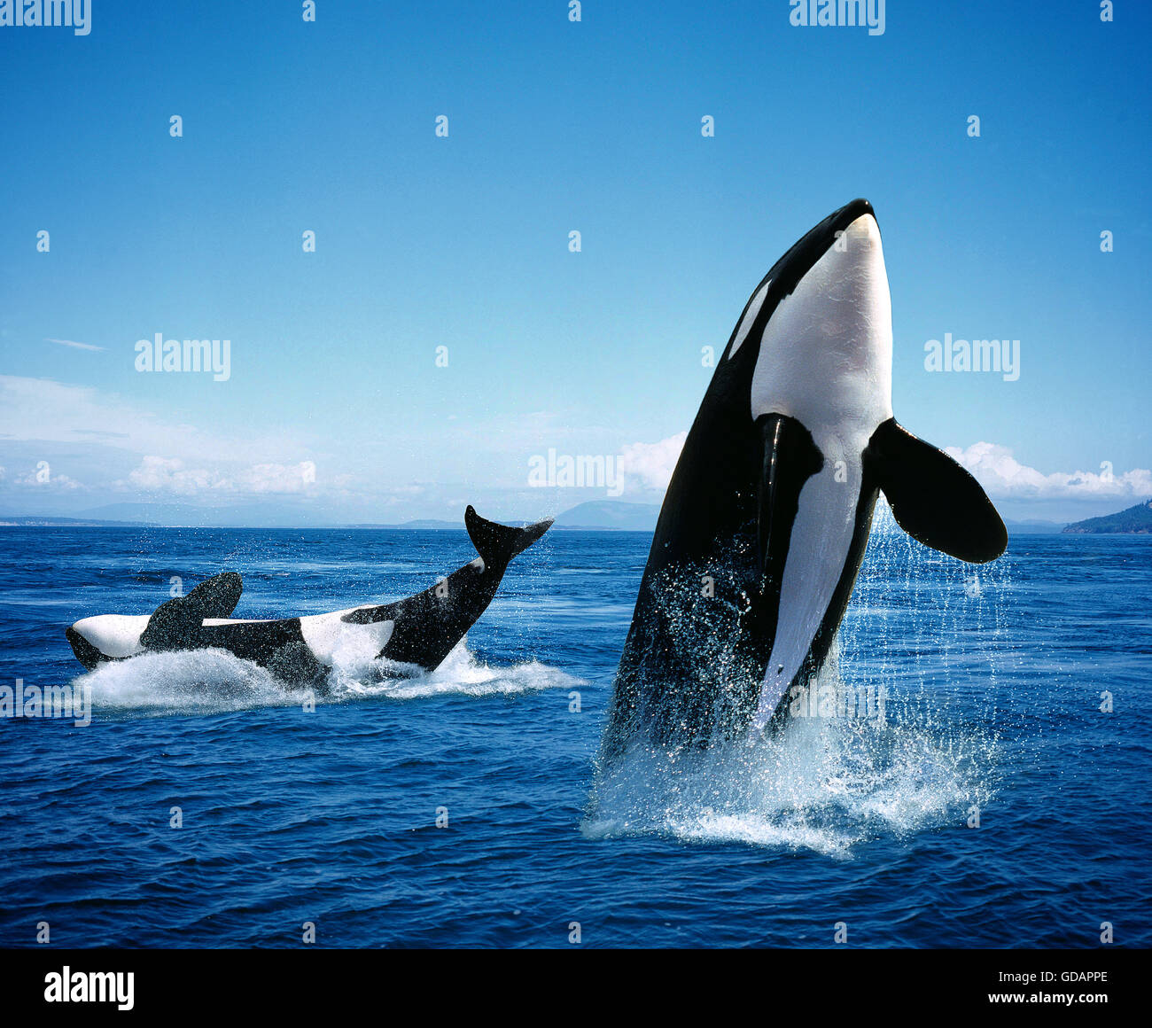 Killer whale hi-res stock photography and images - Alamy
