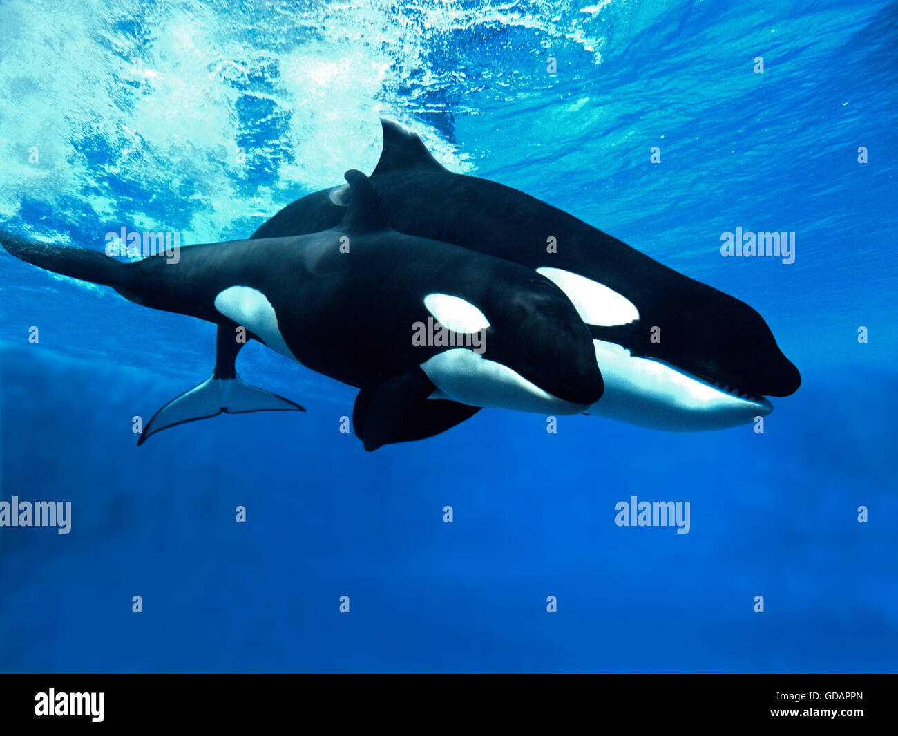 Baby Orca Underwater