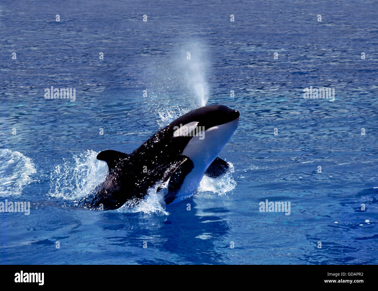 Jumping killer whales orcas orcinus hi-res stock photography and images ...