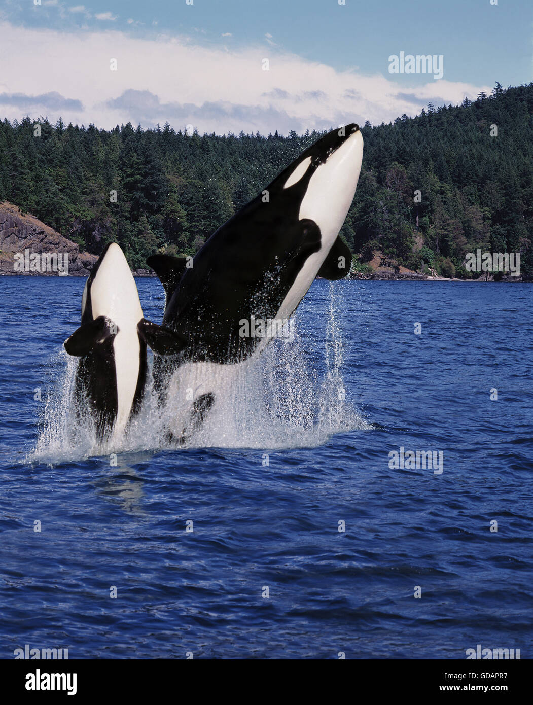 Killer whale calf hi-res stock photography and images - Alamy