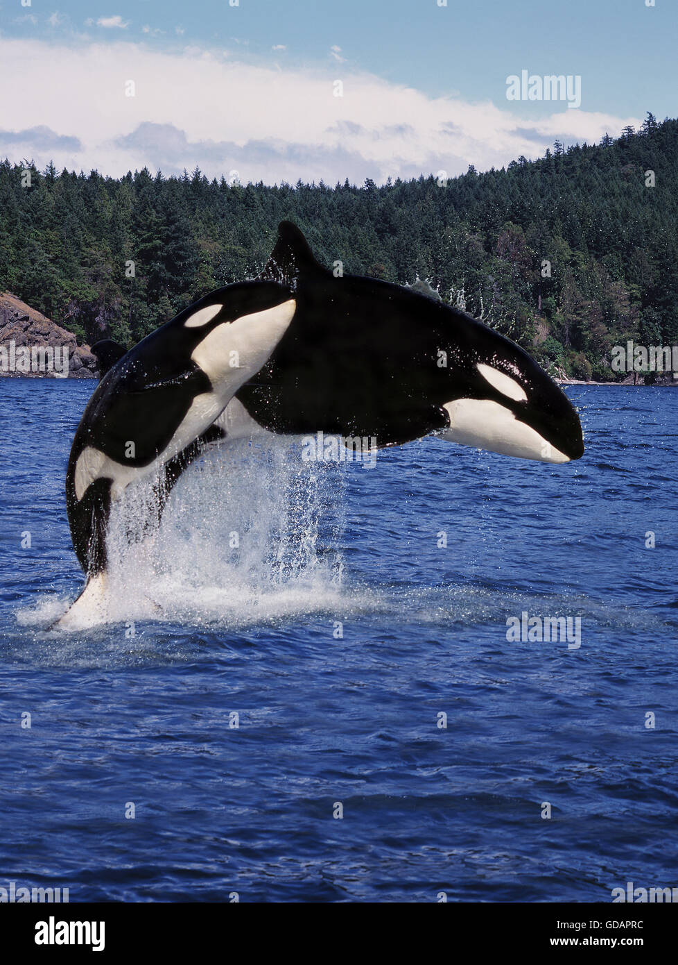 Killer Whale, orcinus orca, Mother and Calf Leaping, Canada Stock Photo ...
