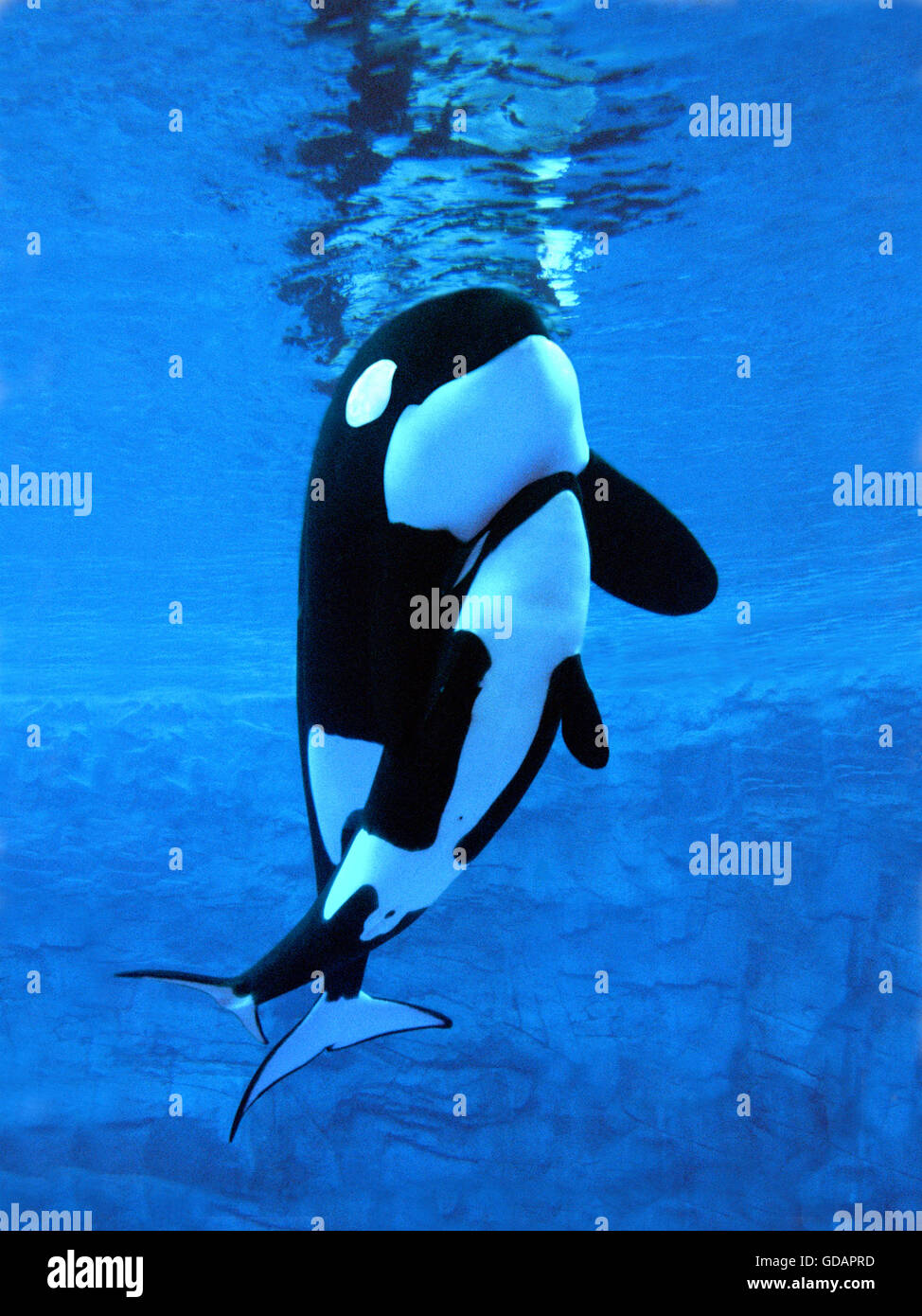 Killer Whale, orcinus orca, Female with Calf Stock Photo - Alamy