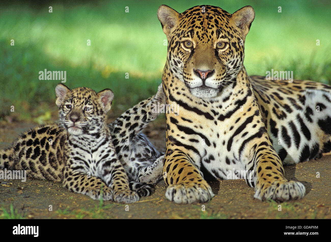 JAGUAR panthera onca, FEMALE WITH CUBS Stock Photo - Alamy