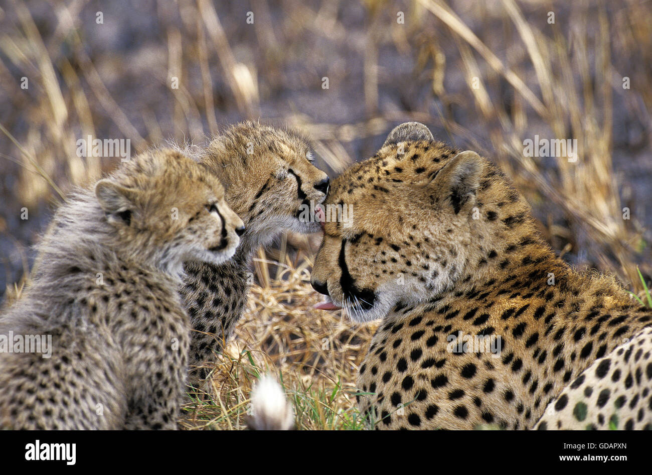 Mother cheetah licking cub hi-res stock photography and images - Alamy