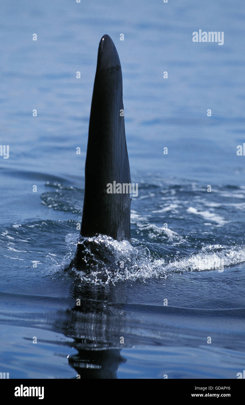 Orca Fin Identification at Holly Bunny blog